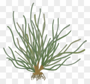 Seagrass Vector - Free Transparent PNG Clipart Images Download
