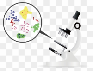 Microscope Bacteria Clip Art - Microscope Cartoon - Free Transparent ...