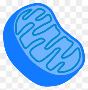 Mitochondries Clipart