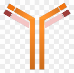 Antibody Clip Art - Full Size PNG Clipart Images Download