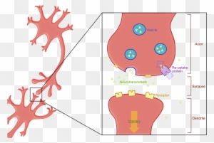 Reuptake Both - Valbenazine Mechanism Of Action - Free Transparent PNG ...