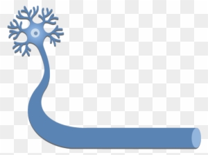 An Image Showing A Neuron With It's Axon - Neuron - Free Transparent ...