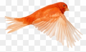 Beautiful Birds Png - White Bird Canary Png - Free Transparent PNG ...