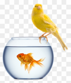 Click Here To Download Your - Pet Goldfish - Free Transparent PNG ...