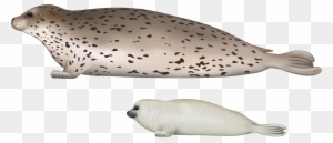 Harbor Seal Png - Largha Seal - Free Transparent PNG Clipart Images ...