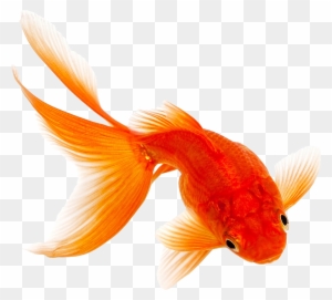 Freshwater And Saltwater Fish Food - Goldfish No Background - Free ...
