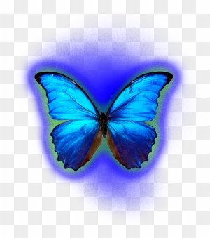 Collection → - Adonis Blue - Free Transparent PNG Clipart Images Download