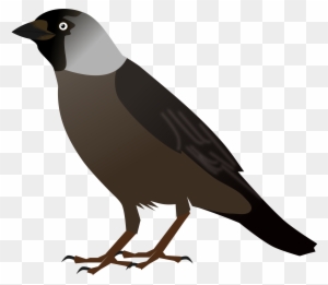 Koyal Clipart Clipartfest - Cuckoo Bird Clipart - Free Transparent PNG ...