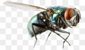 Fly Png Clipart - House Fly In Flight - Free Transparent PNG Clipart ...