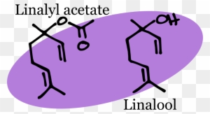 Minor Volatile Components That Contribute To The Scent - Chemical ...