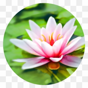 July S Birth Flower Larkspurs And Water Lilies - Fiore Di Loto ...