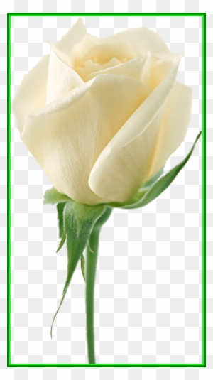 Lily Flower Lily Flower No Background Astonishing White - White Rose ...