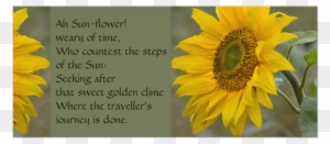 Ah Sun-flower Is A Poem By William Blake - Sunflower - Free Transparent ...