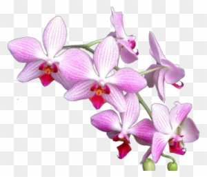 Orchids Psd Vectors Vectorhqcom - Orchid Flower Psd - Free Transparent ...