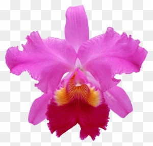 Exotic Flowers Png Clip Art Image - Transparent Background Tropical ...