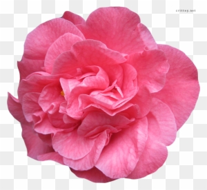 Real Flower Clipart, Transparent PNG Clipart Images Free Download ...