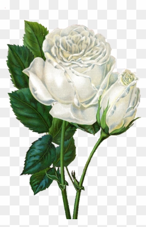 Animated Pink Rose Flower - Cartoon Plants And Flowers - Free ...