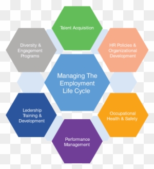 Chart - Human Resources Life Cycle - Free Transparent PNG Clipart ...