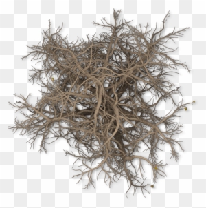 24 Mar 2009 - Dead Tree Top View Png - Free Transparent PNG Clipart ...