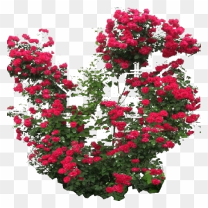 Пионы - Peach Climbing Rose - Free Transparent PNG Clipart Images Download