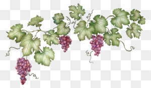 Grapevine - Grape Vines Transparent Background - Free Transparent PNG ...