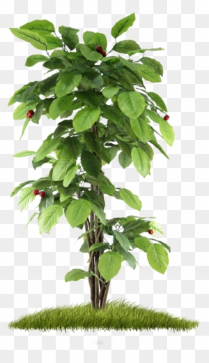 Small Fruit Tree By Moonglowlilly Small Fruit Tree - Small Tree Hd Png ...