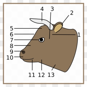 File - Cow, Head-num - Svg - Head Parts Of A Cattle - Free Transparent ...