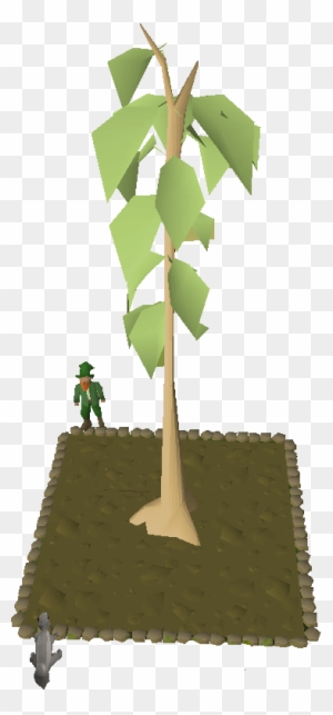 Teak Tree - Osrs Teak Tree - Full Size PNG Clipart Images Download