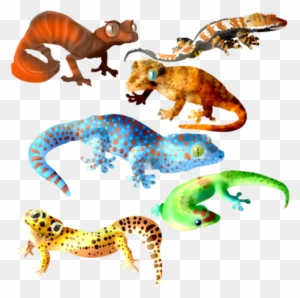 So Many Shiny Geckos - Wall Lizard - Free Transparent PNG Clipart ...
