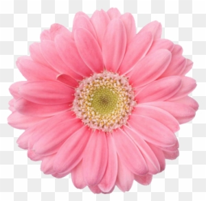 Flowers, Pink, And Overlay Image - Pink Flower No Background - Free ...