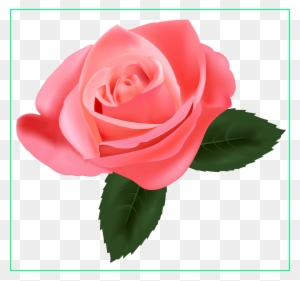 Rose Flower Rose Flower No Background Amazing Pink - Pink Rose Png ...