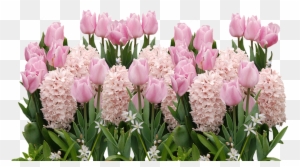 Spring Tulip Vector - Easter Flowers Clipart - Free Transparent PNG ...