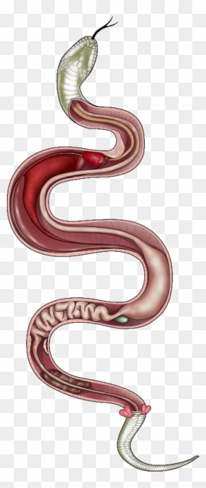 About Us - Brown Snake - Free Transparent PNG Clipart Images Download