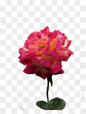 Roses - Adobe Photoshop - Free Transparent PNG Clipart Images Download