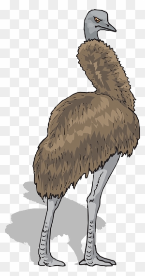 Emu Brown, Shadow, Bird, Standing, Feathers, Emu - Common Ostrich ...