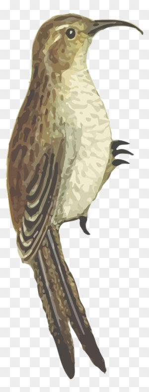 Animal Arboreal Bird Tree Png Image - Eurasian Treecreeper - Free ...