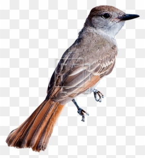 Small Bird Transparent - Free Transparent PNG Clipart Images Download