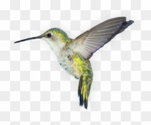Bird Png - Tropical Birds No Background - Free Transparent PNG Clipart ...