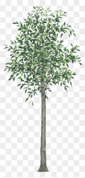 Giant Tree Wall Sticker For Themed Rooms And Realistic - Tree Decal Png ...