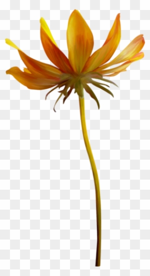 Fj - Fire Lily - Free Transparent PNG Clipart Images Download