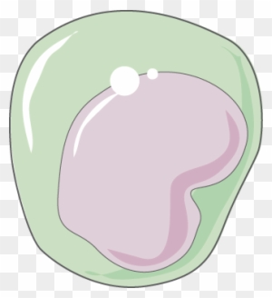 Blood - Monocyte - Free Transparent PNG Clipart Images Download