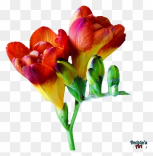 Freesia - Freesia Flower Transparent Background - Free Transparent PNG ...