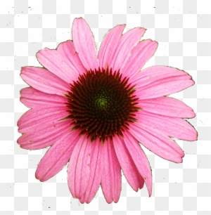 Shimmer Valley Acupuncture - Flower Pink - Free Transparent PNG Clipart ...