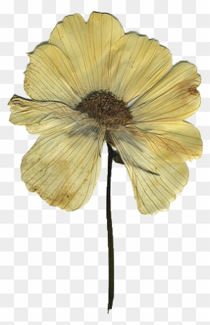 Pressed Flower Craft - Free Transparent PNG Clipart Images Download