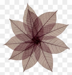 Pressed Flower Craft - Free Transparent PNG Clipart Images Download