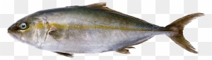Amberjack - Amberjack Fish - Free Transparent PNG Clipart Images Download