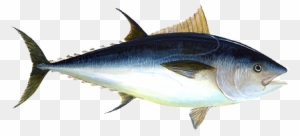 Crudo O Cotto - Fish - Free Transparent PNG Clipart Images Download