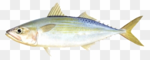 Trout Clipart - Greenback Cutthroat Trout Cartoon - Free Transparent ...