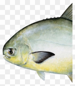 Pompano - Textile - Free Transparent PNG Clipart Images Download