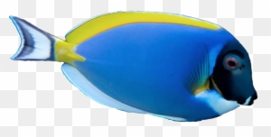 Saltwater Fish Stickers Messages Sticker-6 - Powder Blue Tang - Free ...